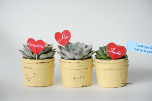 Succulent Teachers Gift or Mother's Day Gift - The Idea Room