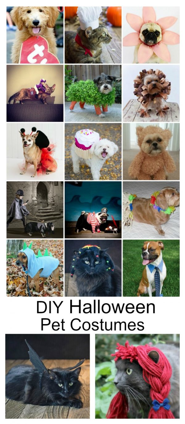 DIY Dog and Cat Costume Ideas - The Idea Room