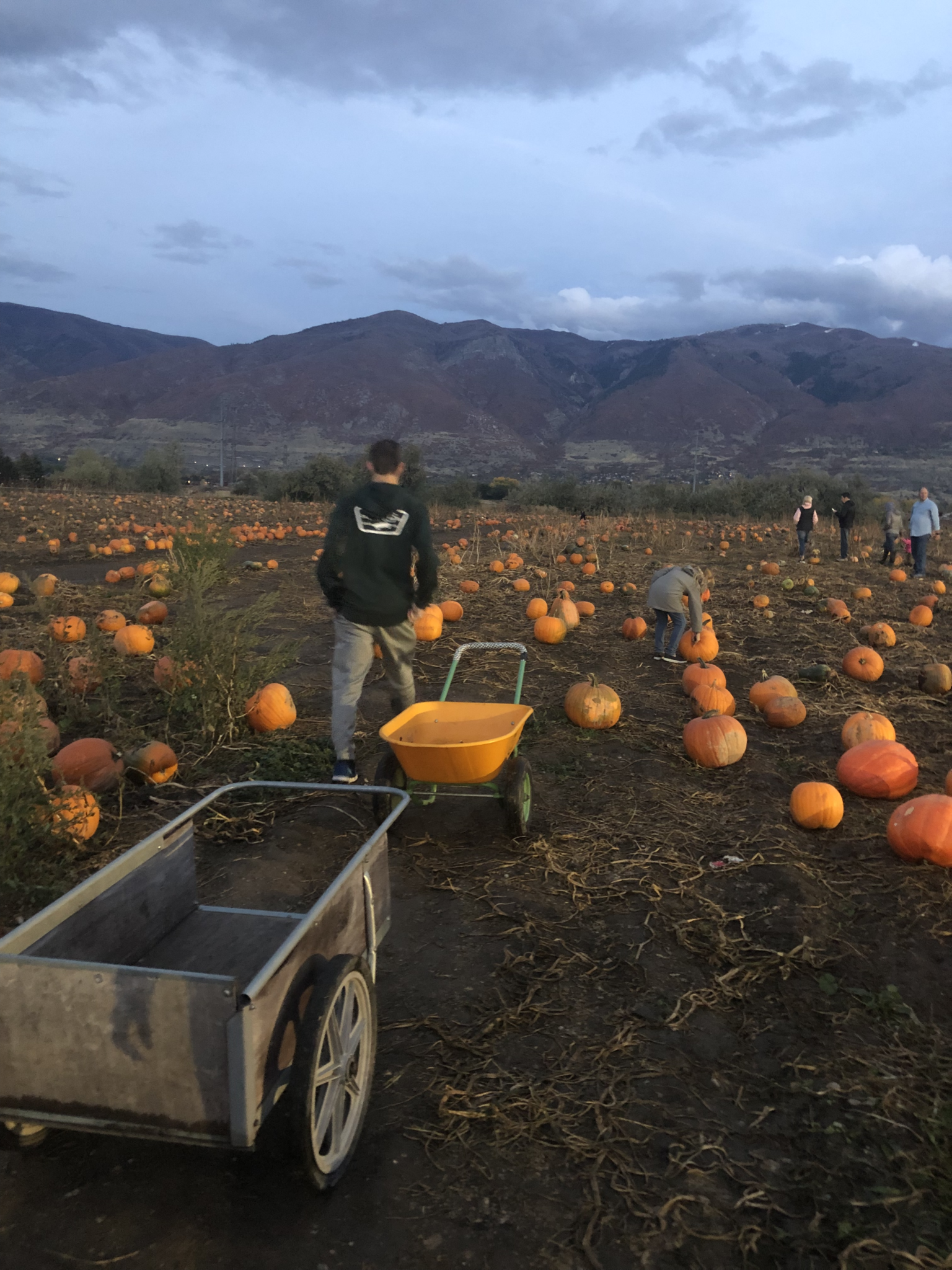 How to Preserve Pumpkins So They Last Longer - The Idea Room